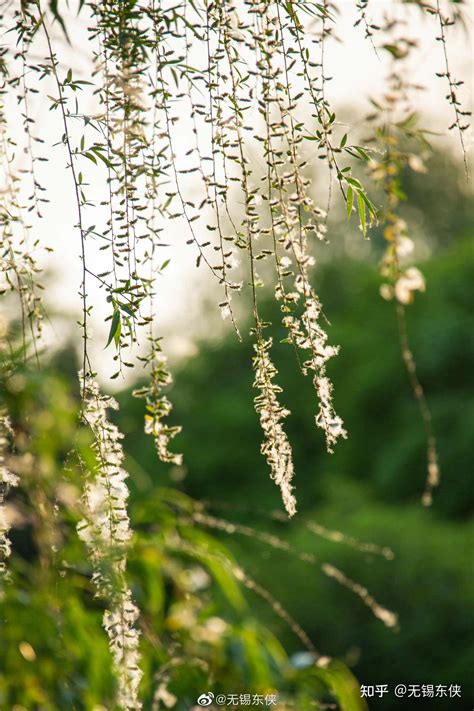 柳絮飞时花满城 知乎