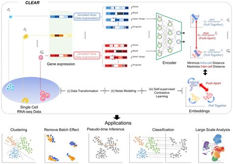 Figure 1 From Self Supervised Contrastive Learning For Integrative Single Cell Rna Seq Data
