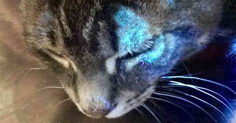 Ringworm Cat Neck