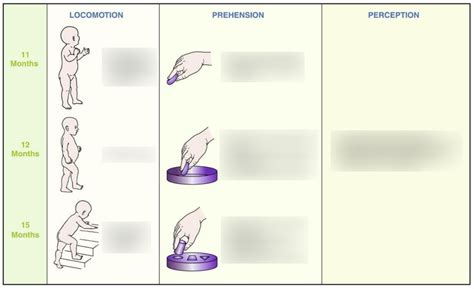Motor Development Chart 2 Diagram Quizlet