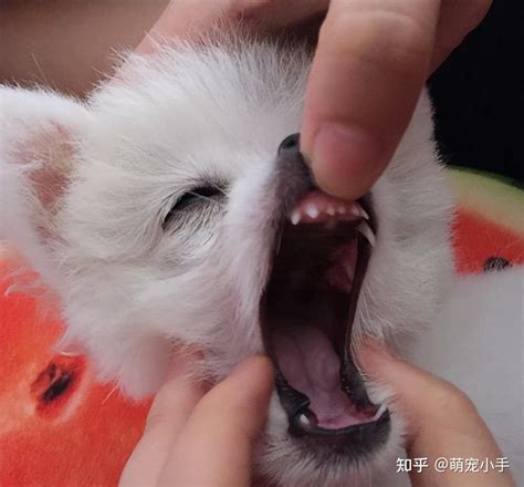 如何判断狗狗的年龄？看这6个地方，你就懂了 知乎