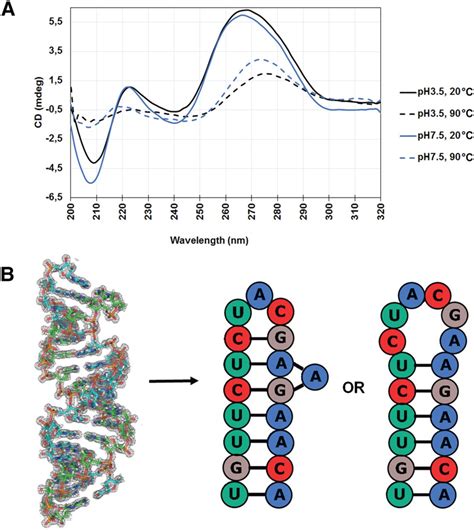 A Novel Form Of Rna Double Helix Based On G·u And C·a Wobble Base Pairing