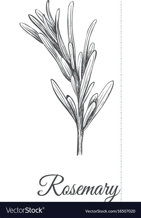 Rosemary Sketch Hand Drawing Rosemary Royalty Free Vector