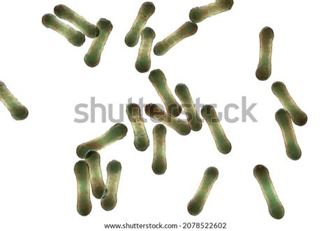 박테리아 세포의 과학적인 이미지 코리네세균은 그들의 스톡 일러스트 2078522602 Shutterstock