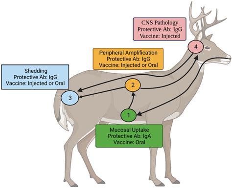朊病毒病疫苗：一个现实的目标？cell And Tissue Research X Mol