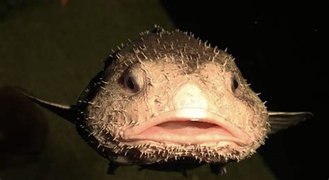 Get To Know The Blob Fish Facts Myths And Photos Wildest