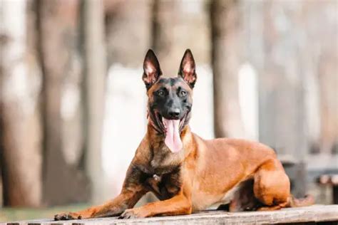 15 Essential Training Commands For Your Belgian Malinois