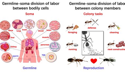 Caste Differentiation In Ants Department Of Biology University Of