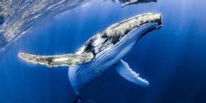 16 Animaux ongulés Définition caractéristiques et exemples