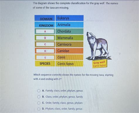 Solved The Diagram Shows The Complete Classification For The Gray Wolf The Names Of Some Of