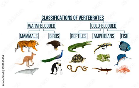 Poster Classification Of Vertebrates Animals Wall Art Ukposters
