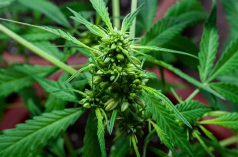 How Big Does A Weed Plant Get
