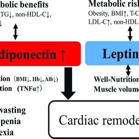 Comparison Between Patients With Low And High Adiponectin Levels Based Download Scientific