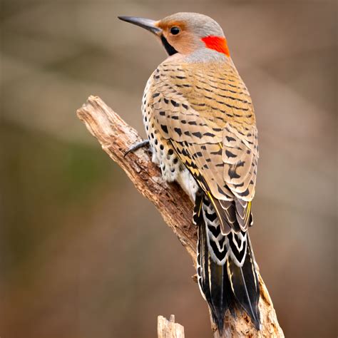 North American Flicker