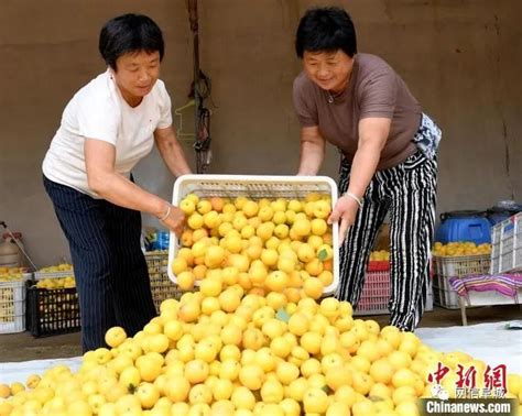 【今日最头条】河北阜城3000亩杏梅助乡村振兴 亩收入逾万元澎湃号·政务澎湃新闻 The Paper