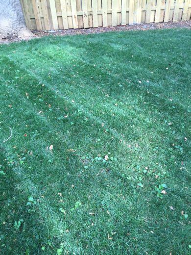 Spring Cool Season Turfgrass Seedings Why They Fail K State Turf And Landscape Blog