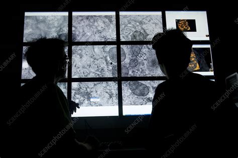 Cell Mapping Technology Stock Image C0021444 Science Photo Library