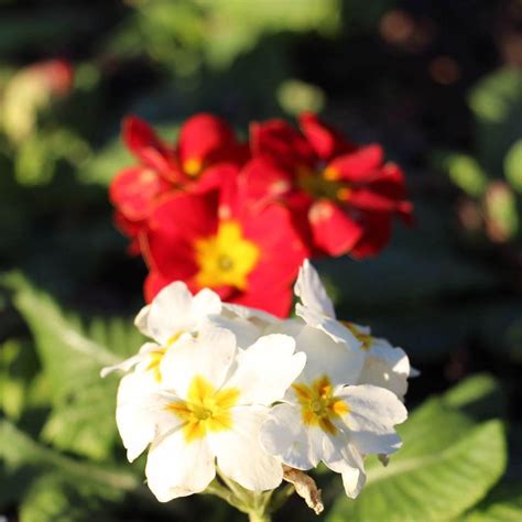 လန္ဒန္မိုး