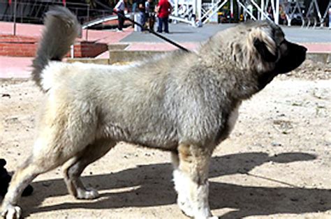 Are Caucasian Ovcharka Aggressive