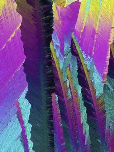 Caffeine Crystals Light Micrograph Photographic Print PASIEKA Art Microscopic