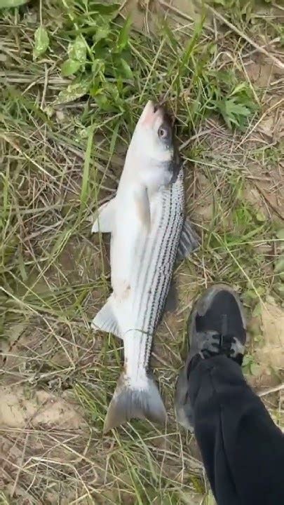 Sacramento River Striper Fishing 🎣 Youtube
