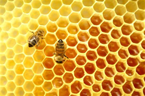 16张高清蜂窝图片素材Honeycomb 爱图网