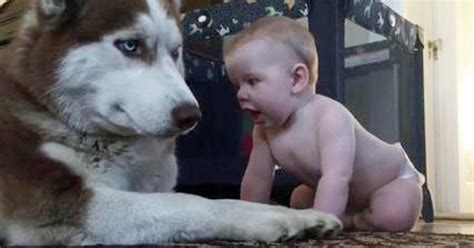Un Enfant Se Faufile Sur Un énorme Husky Et Tout Internet Est Obsédé