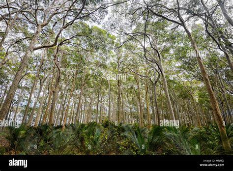 Forest Of Spotted Gum Trees Eucalyptus Maculata By Brou Lake