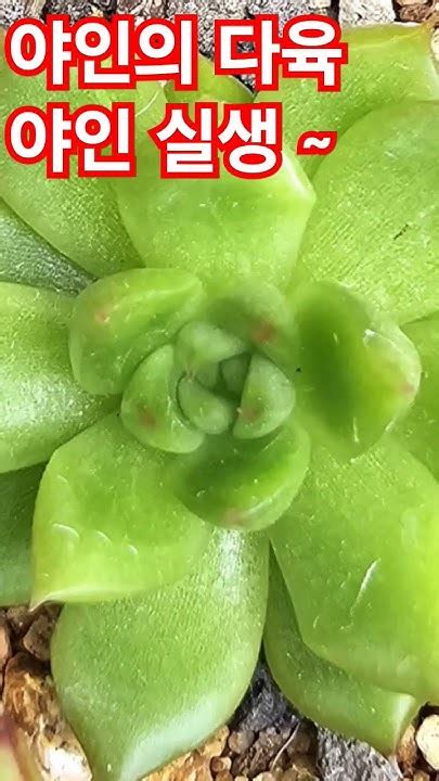 수고 하셨습니다 ~ 꿀잠요 ~ 빈예서 파종이 실생 다육 다유기 다육이 다육식물 반려식물 다육판매 다육이판매 다육이키우기 다육인스타그램 매혹이 청주