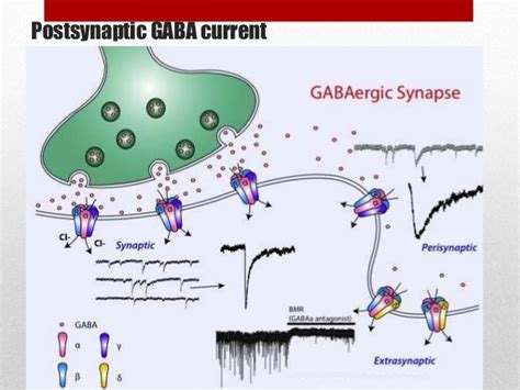 Gabaergic Control Of Excitatory Input To Striatal Spiny Projection Ne