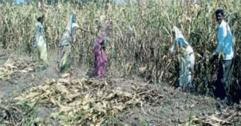 Jowar Harvesting । रब्बी ज्वारीची काढणी मळणी सुरू। Harvesting Of Rabi