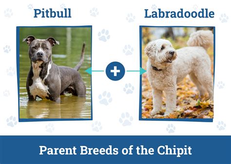 Pitbull Labradoodle Mixed Dog Breed Info Pictures Care And More Dogster