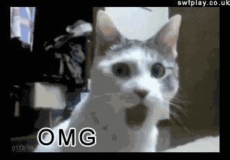 Screaming Cat Meme Omg 