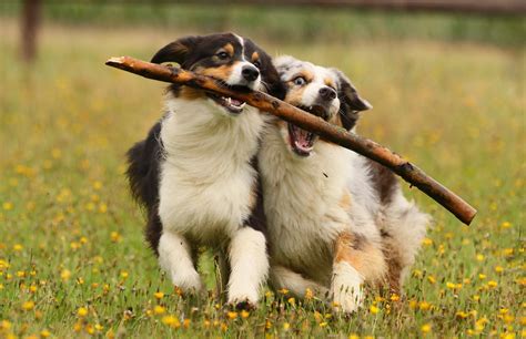 Gruppenhaltung Von Hunden So Funktioniert S Infos Tipps