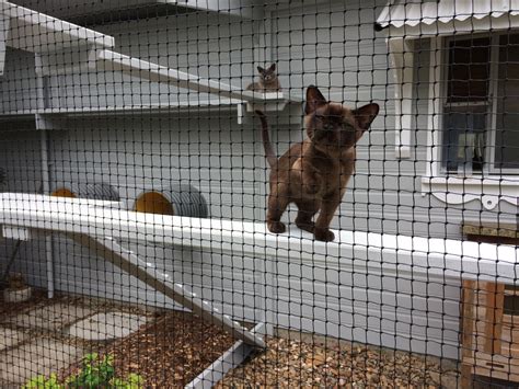 🐱 Cat Netting For Your Windows Catnets Singapore
