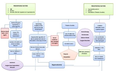 Concept Map Hypercalcemia Final Pdf Endocrine System Medical Specialties