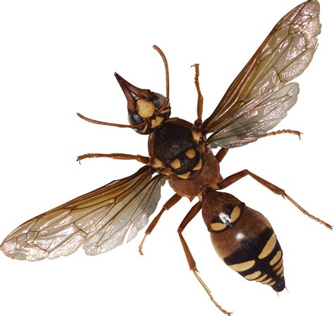 Collection Of HQ Bugs PNG PlusPNG