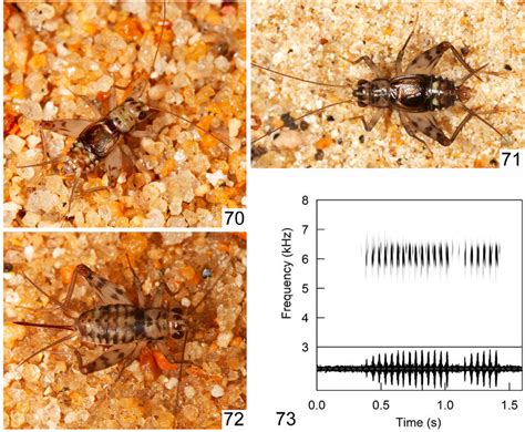 Burcus Koblovae Gor From Tioman I 70 72 Living Males 70 71 And Download Scientific