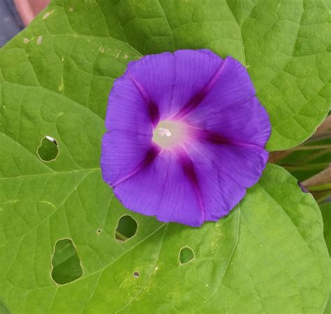 What Does A Morning Glory Look Like At Lonnie Allen Blog