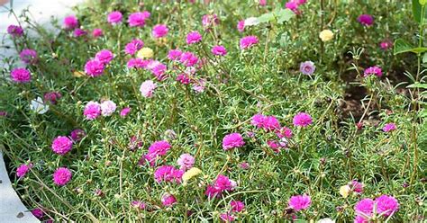 Flower Imgur