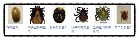 진드기종류 참진드기예방 강아지진드기약 사용방법 네이버 블로그