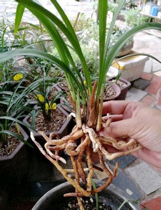 想要蘭花養爆盆澆水一定要記住4注意否則永遠等不到花開 每日頭條
