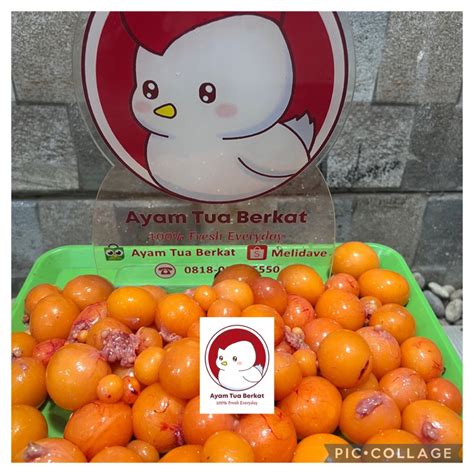 Jual Telor Muda Ayam Tua Uritan Mancing Endok Telur Umpan Galatama