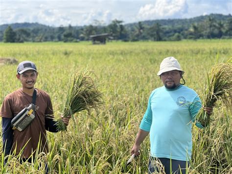Berkat Program SRI Organik Hasil Panen Petani Binaan PT Vale Di Desa Lamedai Melimpah