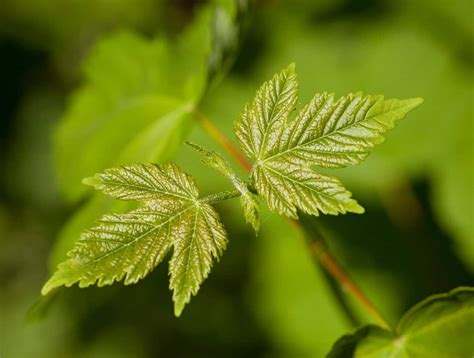 Full Sycamore Tree Timeline Growth Rate Explained Tree Journey