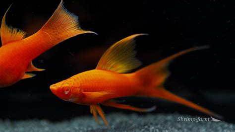 Xiphophorus Helleri Wien Lyra” Shrimp Farm
