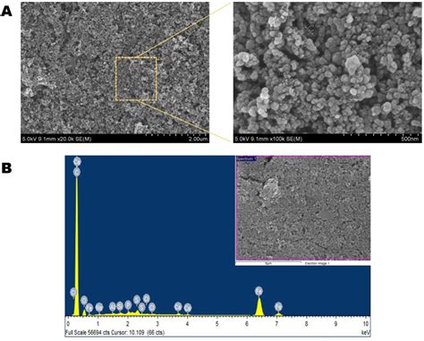 Diesel Exhaust Particles Modulate Bone Remodeling And Worsen Osteoporosis In Vitro And In Vivo