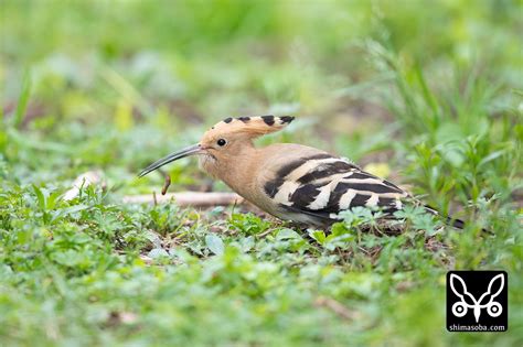 ヤツガシラ2019年3月25日 13時02分 野鳥情報一覧 沖縄本島八重山石垣島西表島竹富島などで野鳥撮影バードウォッチング