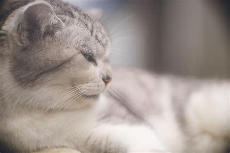 일본 오키나와현 미야코지마의 외딴 섬에 사는 느긋한 길잃은 고양이들의 사진 0명에 대한 스톡 사진 및 기타 이미지 0명