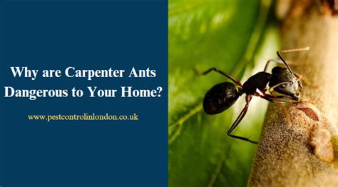 Why Are Carpenter Ants Dangerous To Your Home Pest Exterminators